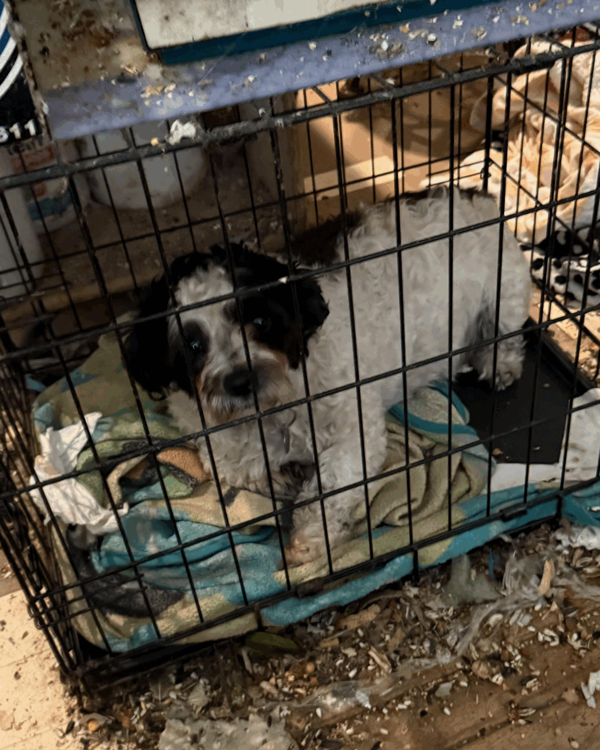 District Attorney’s Office Partners with Animal Rescue Organizations to ...