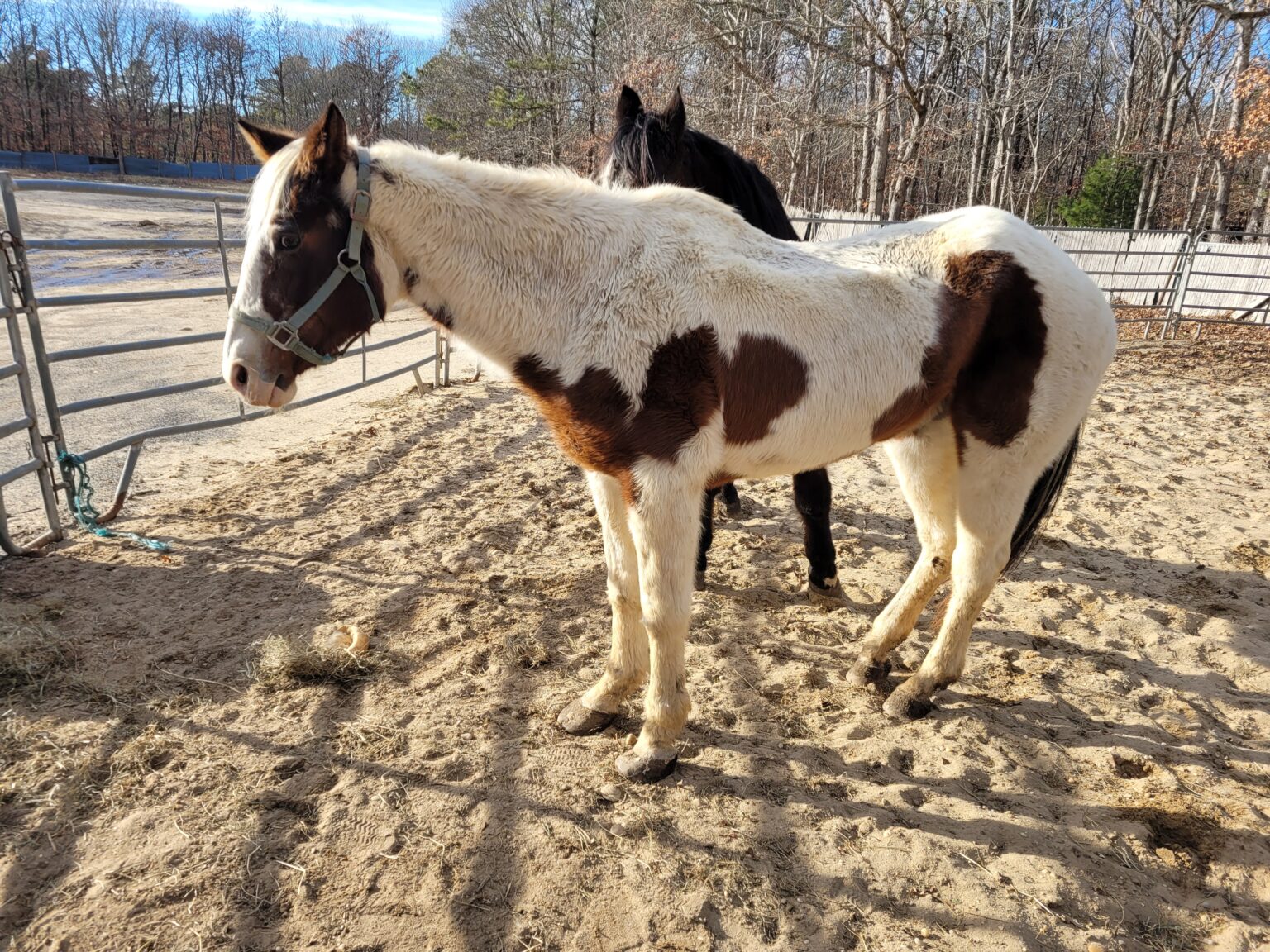 Suffolk County Animal Sanctuary Charged With Over 100 Counts Of Animal ...